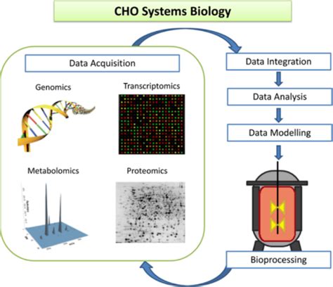 Omics Driven Optimisation Of Cqas In Industrial Cho Fed Batch