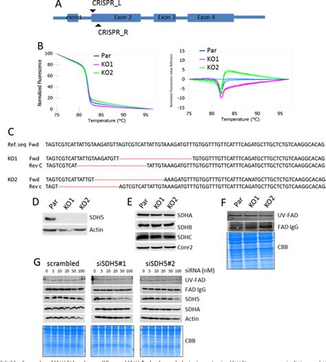 Figure 1 From The Assembly Factor Sdhaf2 Is Dispensable For Flavination