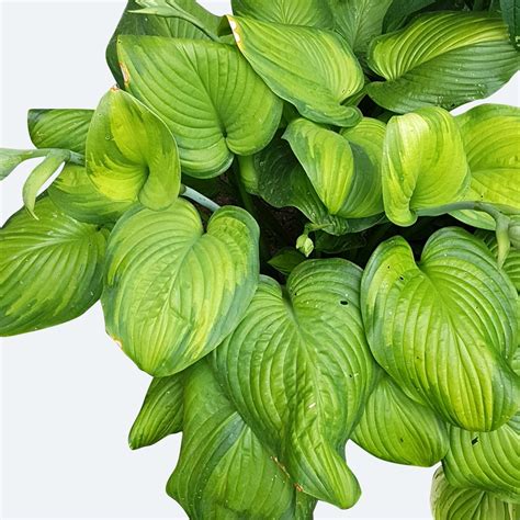 Hosta Guacamole Picturethis