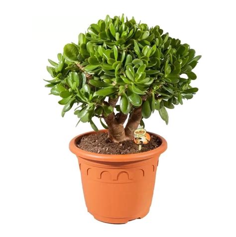 Крассула Овата Crassula Ovata D23 H35 купить в Санкт Петербурге
