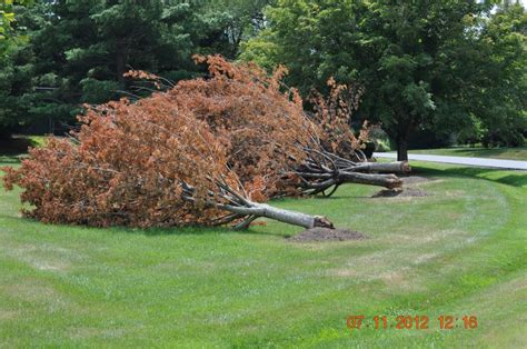 Nursery Inspections Creating And Enforcing Plant Quality Specifications Deeproot Blog