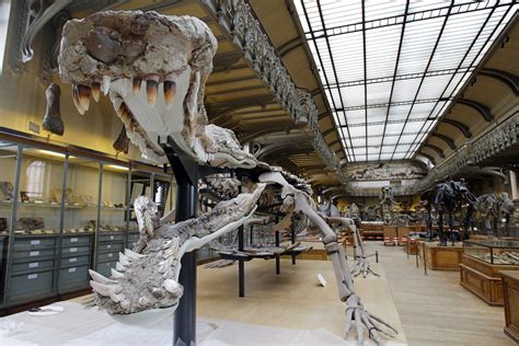 Prehistoric Crocodile Fossil