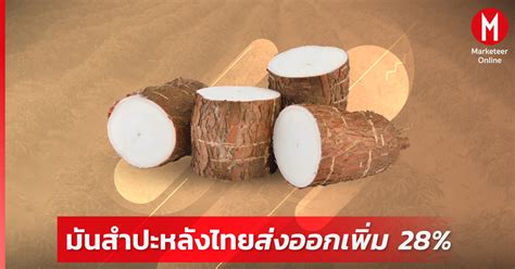 ตลาดมันสำปะหลังไทยส่งออกพุ่ง 28 รับวิกฤตยูเครน Marketeer Online