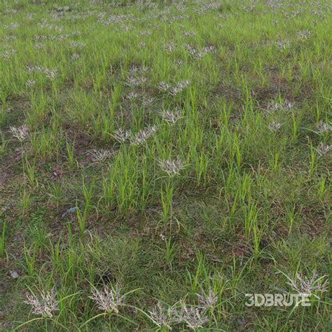 Cyperus Rotundus Purple Nutsedge 3d Model 3dbrute