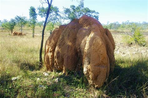 Nh Notes Exploding Termites Sacrifice For The Good Of The Whole