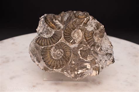 Fossilized Ammonite Cluster — Natures Own Breckenridge Rock And Fossil Shop