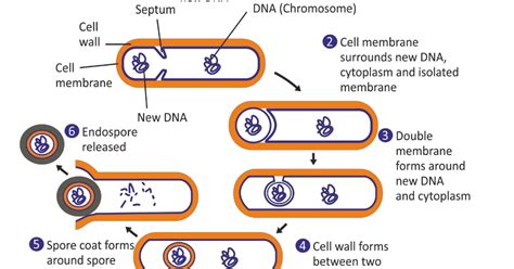 Endospore Formation And Bacterial Motility Explained Class 11 Biology