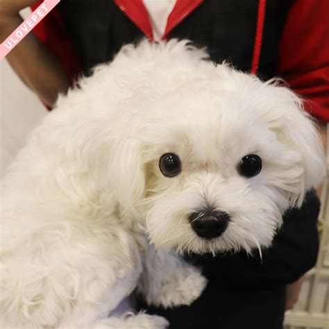 말티즈 책임분양 강아지무료분양 고양이무료분양