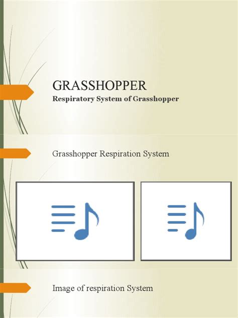 Grasshopper Respiration Pdf