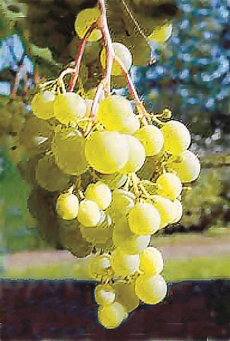 Бели десертни сортове лози за двора Български Фермер