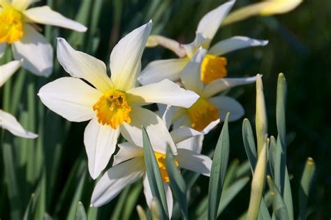 Daffodil Detection Identification Narcissus Cultivars Oxonian Gardener