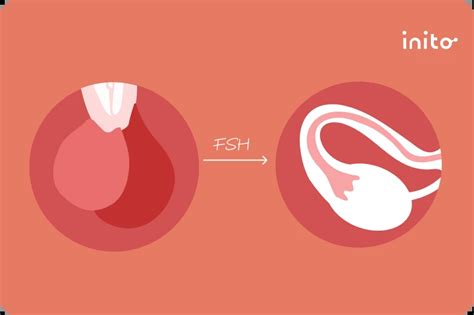 Follicle Stimulating Hormone Fsh Levels Test And Abnormalities