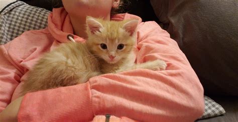 Got This Cute Tiny Floof Yesterday Should I Name Him Chester Or Roo I Cant Decide Rcats