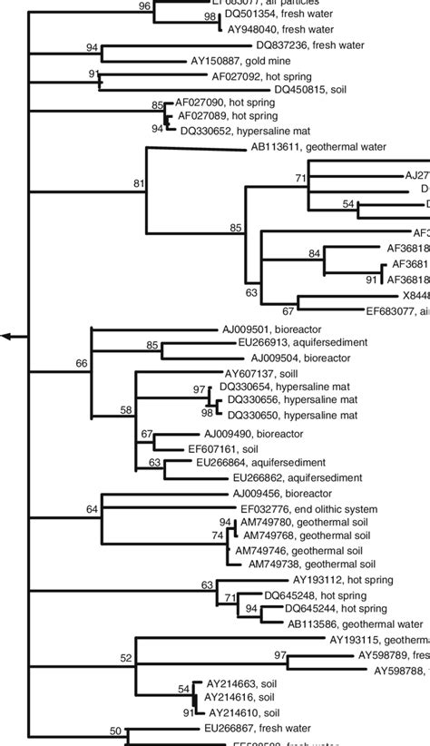 consensus maximum likelihood quartet puzzling phylogenetic tree