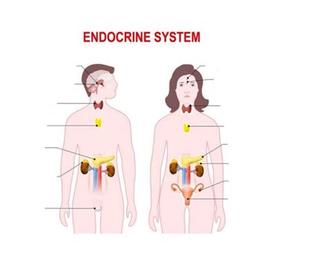 Glands Of The Endocrine System Male And Female Quiz