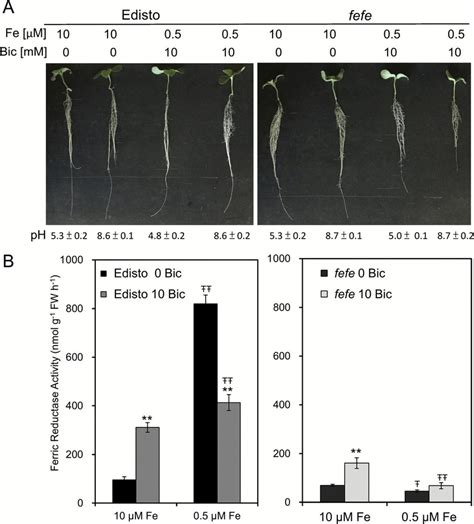 Melon Plant Growth And Ferric Chelate Reductase Activity With Fe Download Scientific Diagram