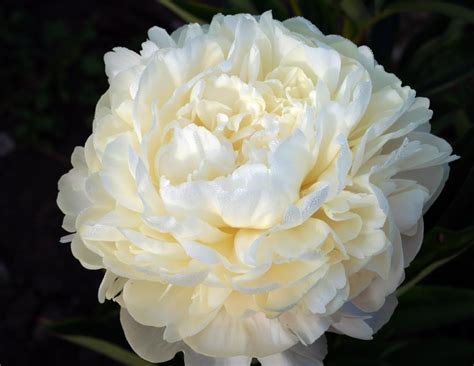 пион SUMMER GLOW, Пион Саммер Глоу, саженцы Пион Саммер Глоу, фото Пион ...