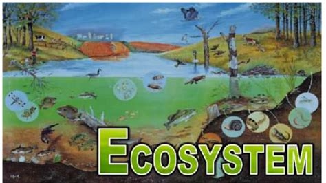 Ecosystemstructure And Function Pptx