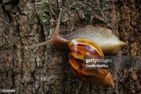 Caramujo Photos And Premium High Res Pictures Getty Images