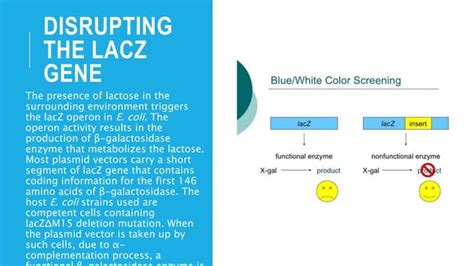 Blue White Screening Pptx