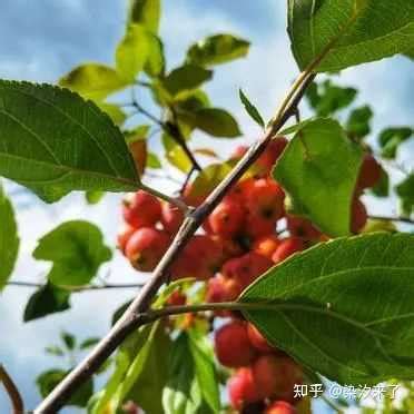 沙果是什么样子的？你吃过吗？ 知乎