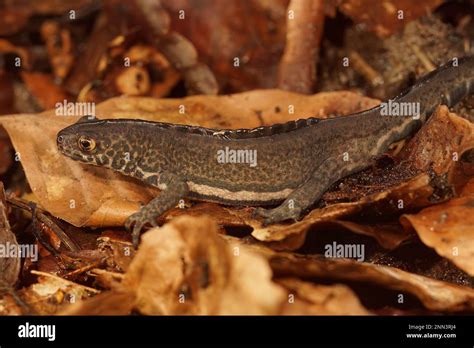 Closeup On The Head Of A Male Northern Banded Newt Ommatotriton Ophryticus On Green Moss Stock