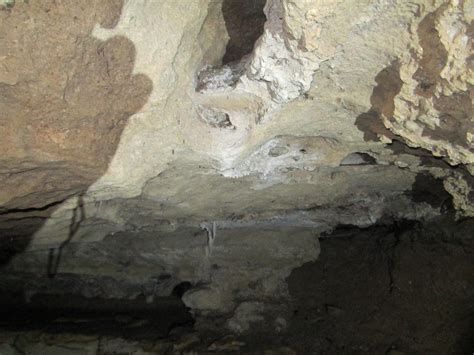 Cave Fossils Fossil Id The Fossil Forum