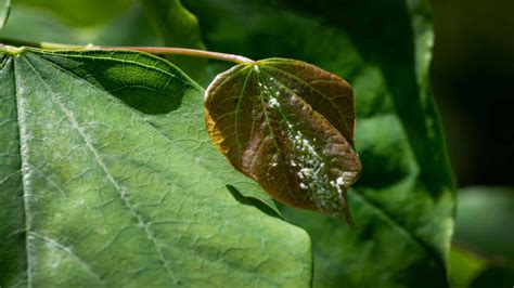 How To Grow And Care For Redbud Tree Complete Guide