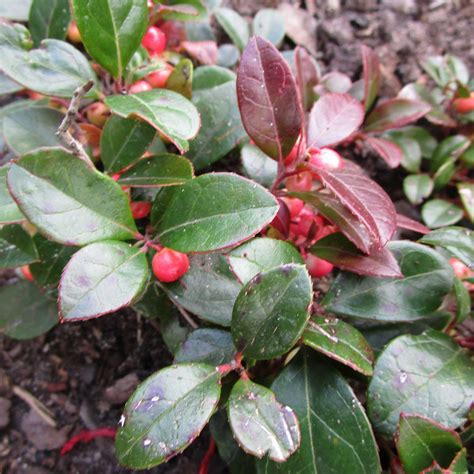 Gaultheria Procumbens C6 Globuli Globuli Kaufen Remedia