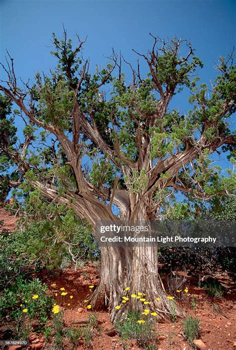 Juniper Tree In Arizona News Photo Getty Images