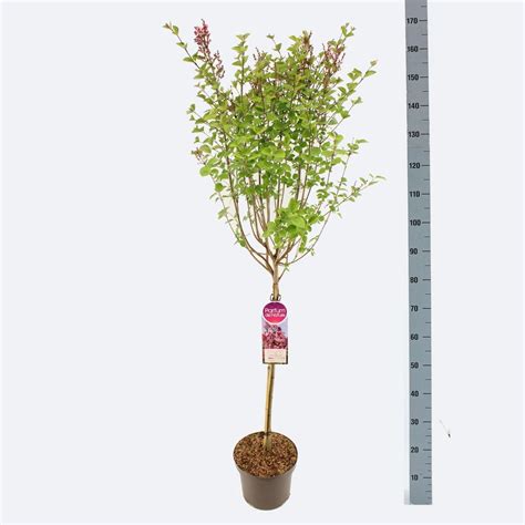 Syringa Tinkerbelle — Рослини оптом Floraccess