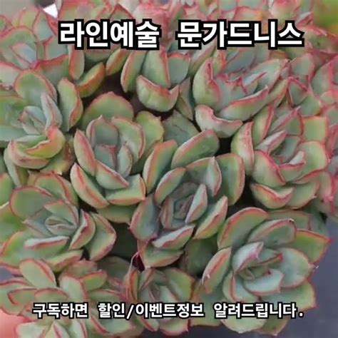 문가드니스 다육이 Plants 다육식물 다육 다육라방 Youtube