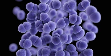 Where No Botulinum Toxin Has Gone Before Harvard Medical School