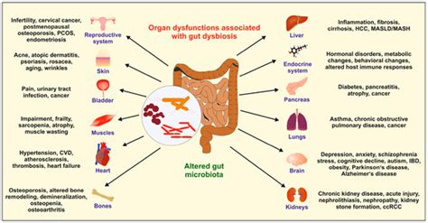 Effects Of Probiotics On Gut Microbiota An Overview
