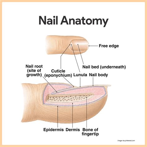 Integumentary System Anatomy And Physiology Nurseslabs