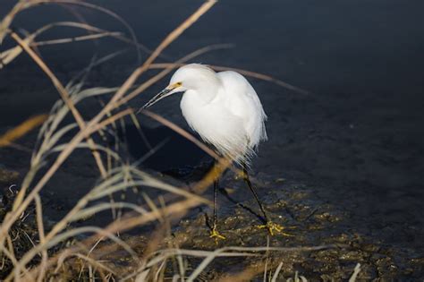 Free Photo White Bird On Brown Grass