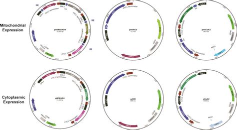 Modular Enzyme Expression Constructs Gene Subunits Of Each Enzyme