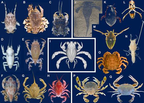 Meet Callichimaera Perplexa Strangest Crab That Has Ever Lived