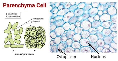Parenchyma Cell Definition Structure Types Functions