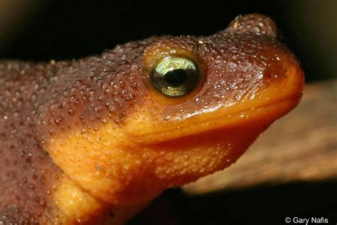 Salamander Eyes