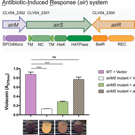 Antibiotic Induced Response System Two Component Regulatory System