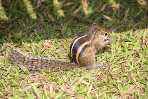 Variable Squirrel Or Finlayson`s Squirrel Or Callosciurus Finlaysonii On The Green Grass In A