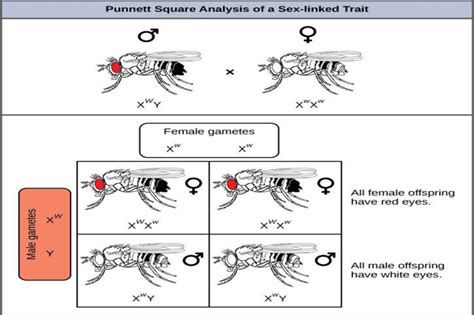 overview on sex linked inheritance types characteristics and