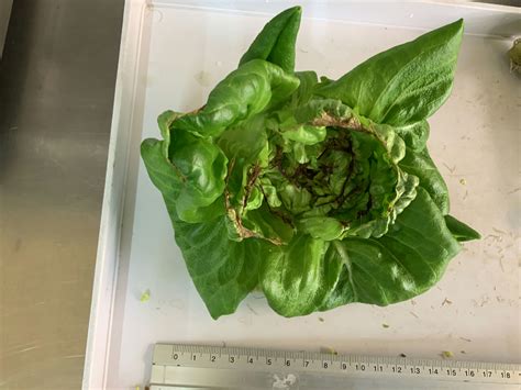 Vegeteble Roboflow Universe