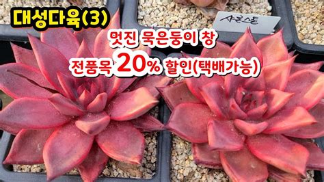 대성다육2 묵은둥이 창 20 할인 택배가능 Youtube
