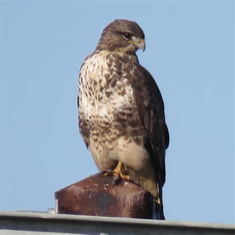 Bird Migration Atlas