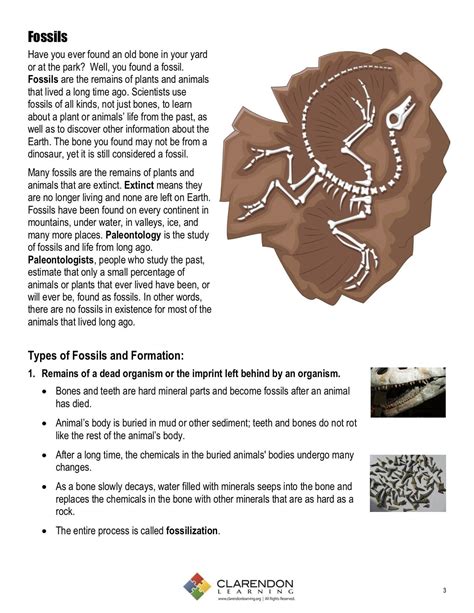 Fossil Formation Worksheet — Db