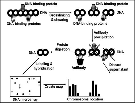 Chip Assaydna Microarray Methodology 2 Download High Resolution