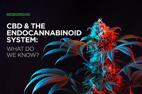 Cbd And The Endocannabinoid System What Do We Know Medigreens