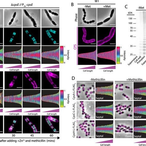 The Hierarchy Of Cps Complex Assembly Strains Harboring The Indicated